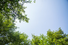 Landscape Trees Sky Nature Backdrop Free Stock Photo - Public Domain ...