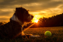 Sun Dog Free Stock Photo - Public Domain Pictures