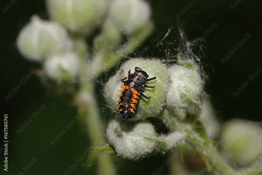 Stock-Foto „Larve des Marienkäfers, Coccinellidae“ | Adobe Stock