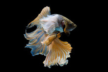 Beta Fish Free Stock Photo - Public Domain Pictures