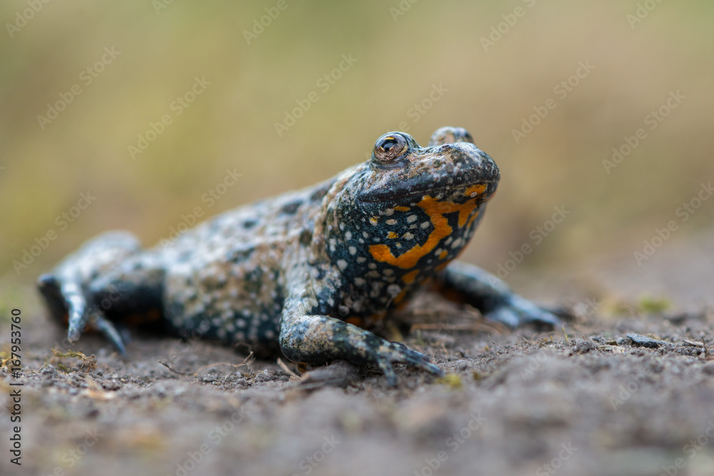 European fire-bellied toad - Bombina bombina Stock Photo | Adobe Stock