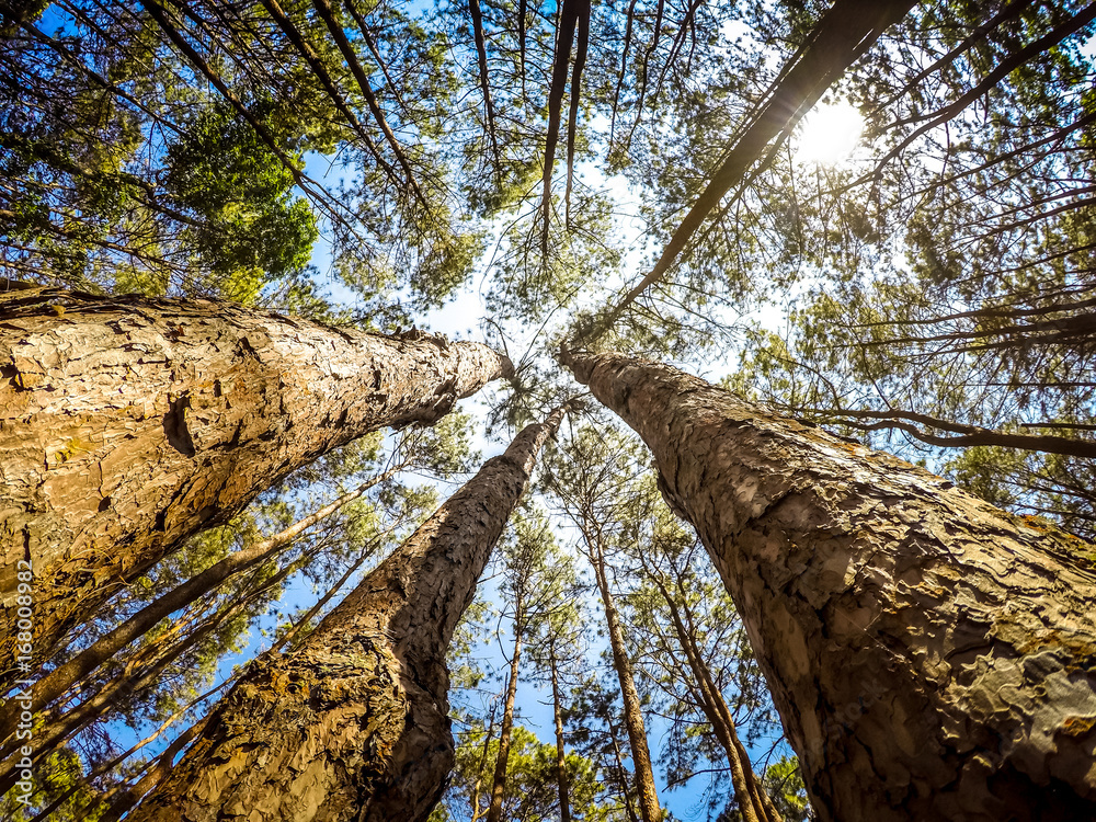 Giant keyaki(Japanese zelkova) and cherry trees behind at Showa Kinen ...