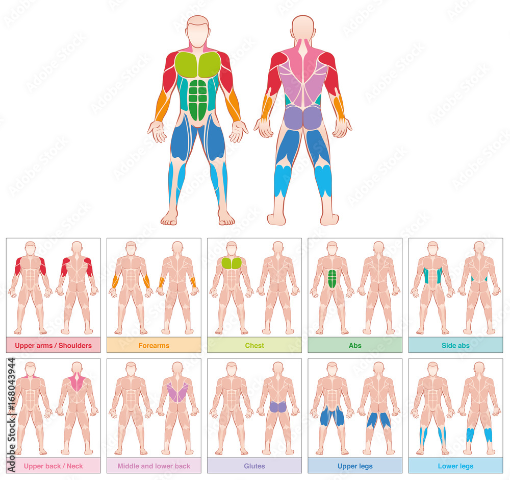 Muscle groups - chart with largest human muscles - ten colored labeled ...