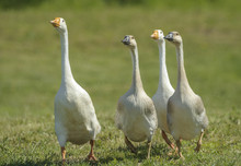 A Gaggle Of Geese Free Stock Photo - Public Domain Pictures