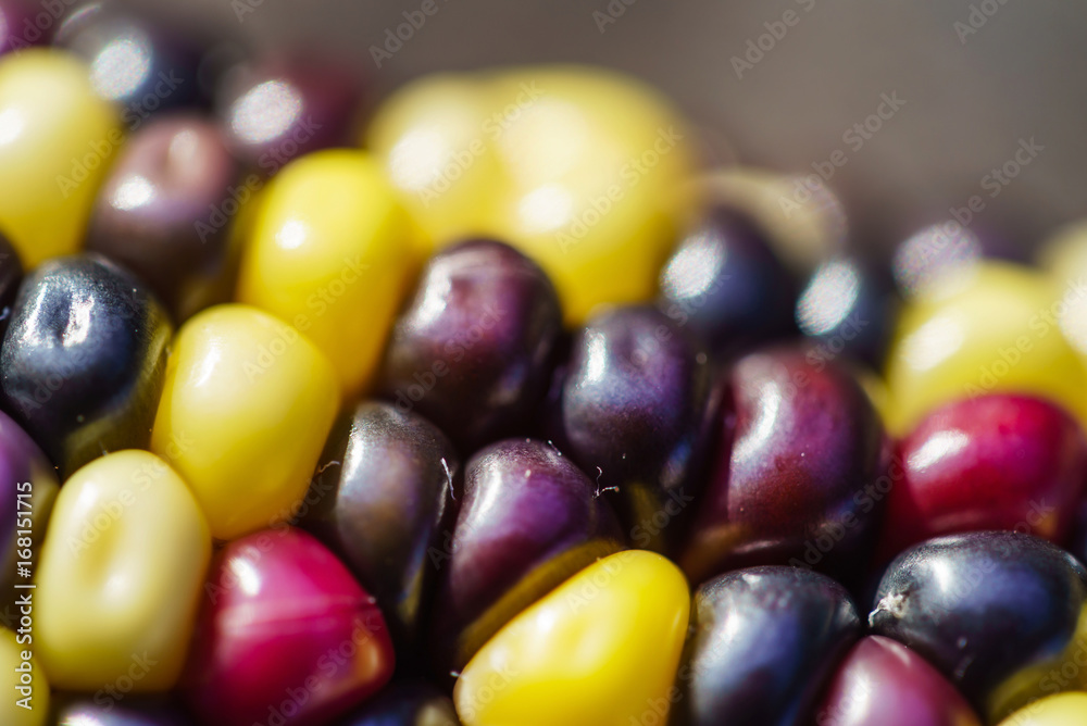 rainbow corn Stock Photo | Adobe Stock