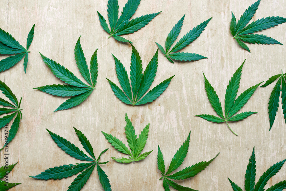 Cannabis Leaf. Hemp is a common name for Cannabis sativa and the name ...