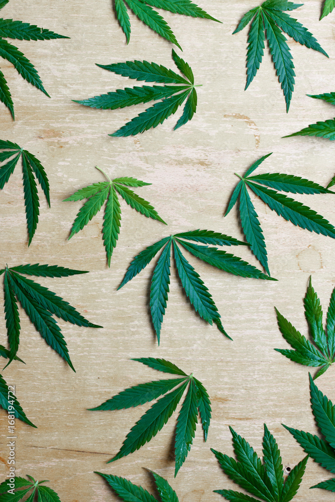 Cannabis Leaf. Hemp is a common name for Cannabis sativa and the name ...