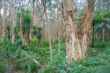 Paperbark Thorn Tree And Lens Flare Free Stock Photo - Public Domain ...