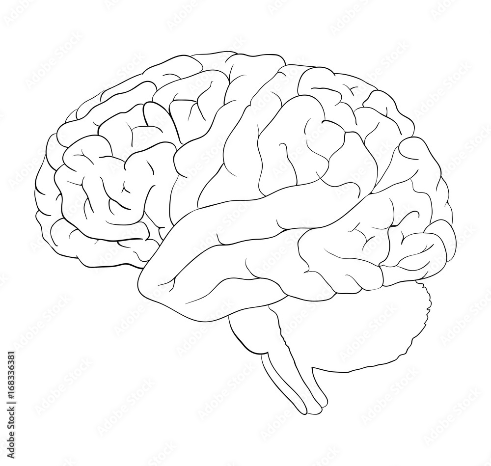 Brain cartoon outline vector symbol icon design. Beautiful illustration ...