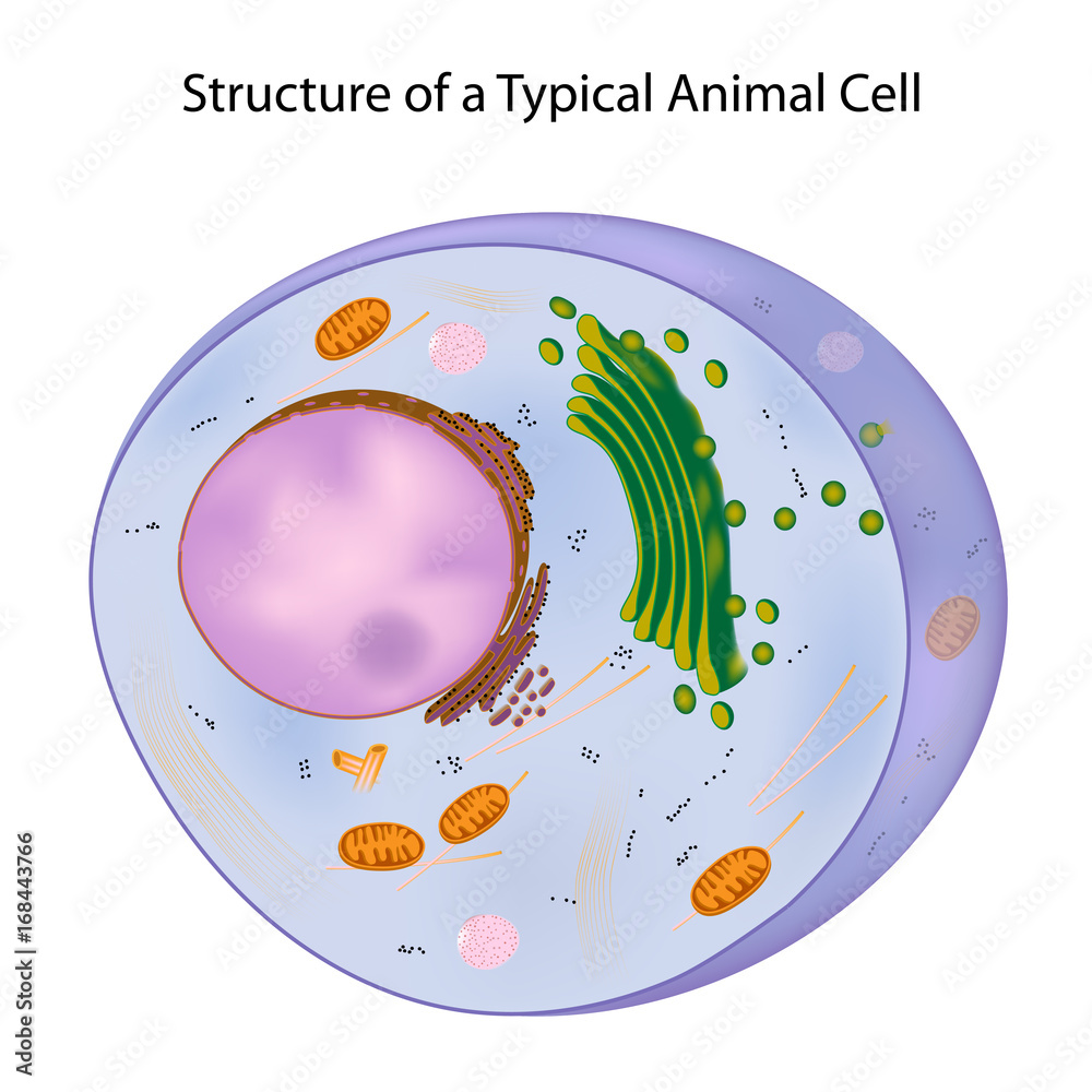 Components of a typical animal cell, unlabeled. Stock Illustration ...