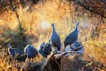 Helmeted Guinea Fowl Close-up Free Stock Photo - Public Domain Pictures