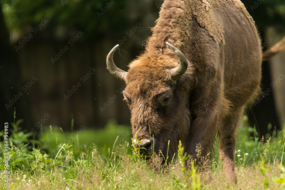 Żubr, Białowieski Park Narodowy Stock Photo | Adobe Stock