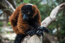 Red Ruffed Lemur Face Free Stock Photo - Public Domain Pictures