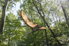 Pteranodon Flying Free Stock Photo - Public Domain Pictures