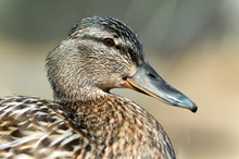 Cute Duck Portrait Free Stock Photo - Public Domain Pictures