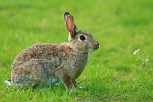 Wild Rabbit Free Stock Photo - Public Domain Pictures