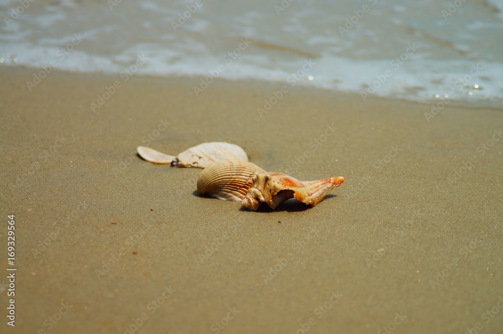 Seashells and Jellyfish Washed Ashore in the Outer Banks of North ...