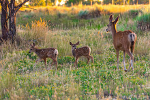 Doe And Fawn In Meadow Free Stock Photo - Public Domain Pictures