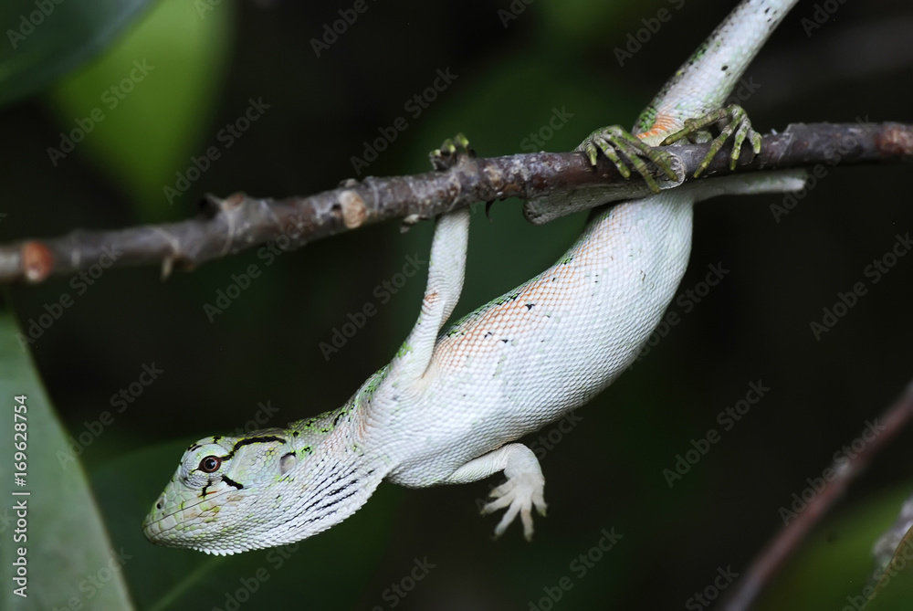 Lagarto Papa-vento (Polychrus marmoratus) | Many-colored Bush Anole ...