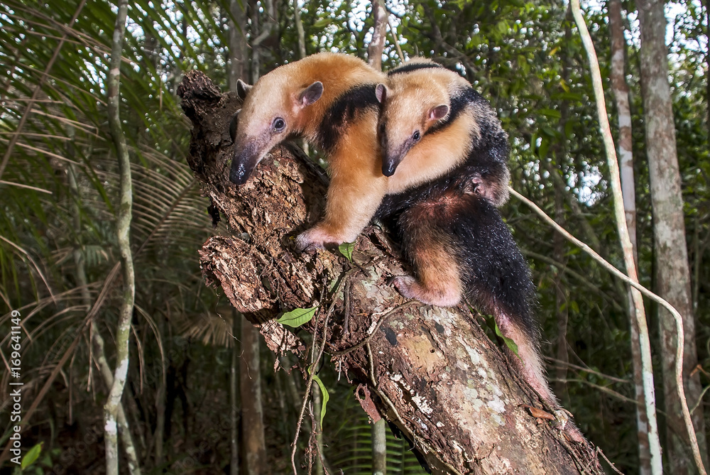 Tamanduá-mirim (Tamandua tetradactyla) | Southern tamandua fotografado ...
