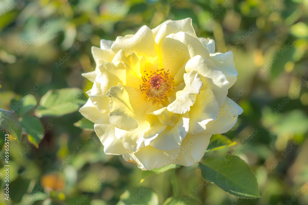 Elina; Hybrid Tea Rose, Yellow Rose Made by Dickson in UK, 1983 Stock ...