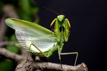 Angry Mantis Free Stock Photo - Public Domain Pictures