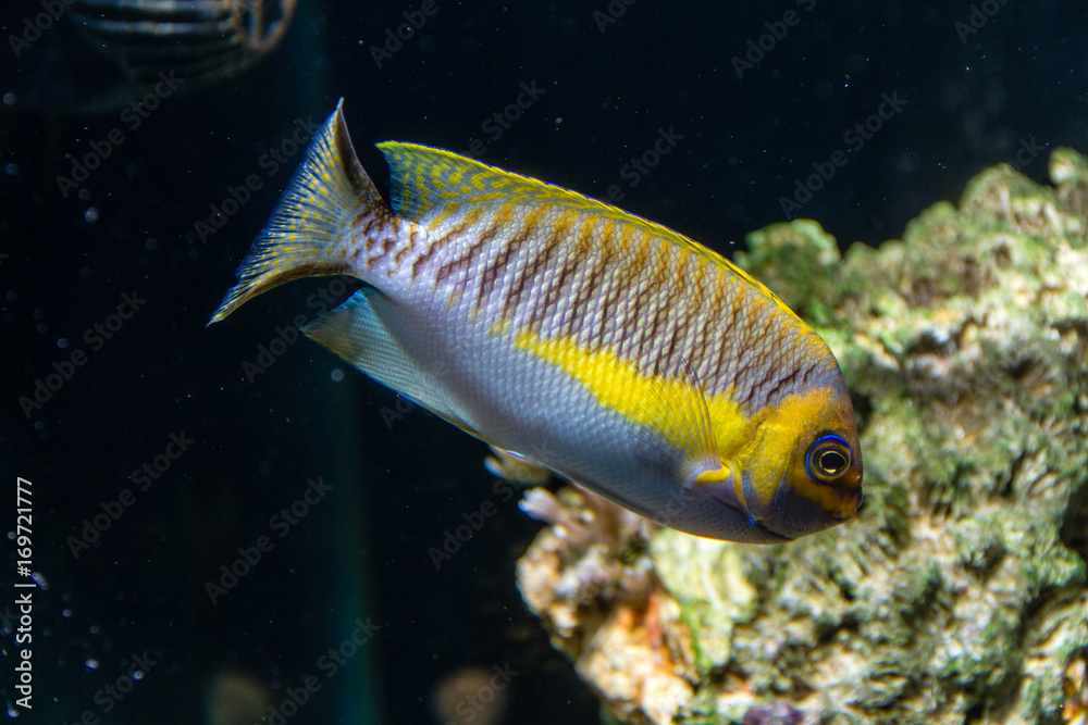 Stock-Foto „Masked Swallowtail Angelfish as known as True Japanese ...