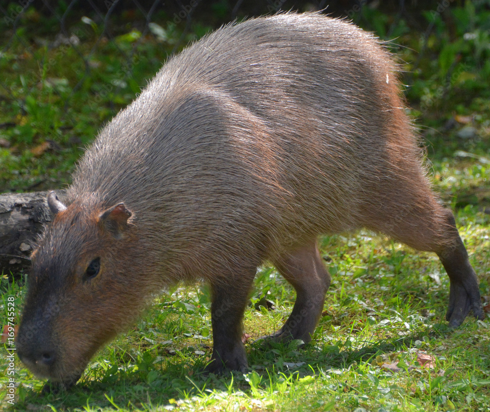 Foto The capybara is the largest rodent in the world. Also called ...