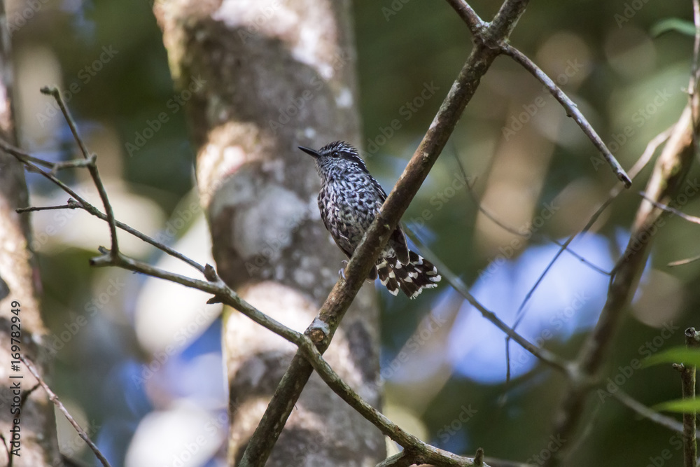 Pintadinho (Drymophila squamata) | Scaled Antbird fotografado em ...