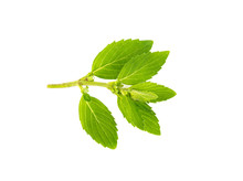 Sprig Of Mint Free Stock Photo - Public Domain Pictures