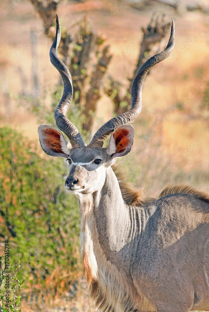 kudu head