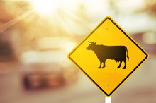 Sign Cattle Drive Ahead Free Stock Photo - Public Domain Pictures
