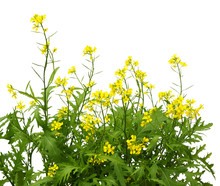 Wild Mustard Plant Free Stock Photo - Public Domain Pictures