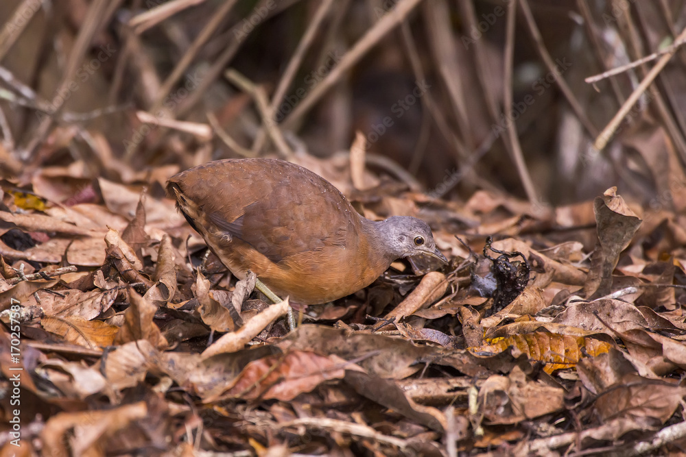 Photo Stock Tururim (Crypturellus soui) | Little Tinamou photographed ...