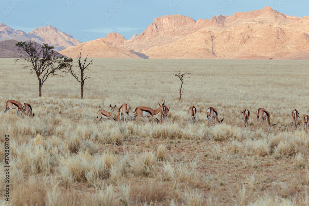 Springbok in nature Stock Photo | Adobe Stock