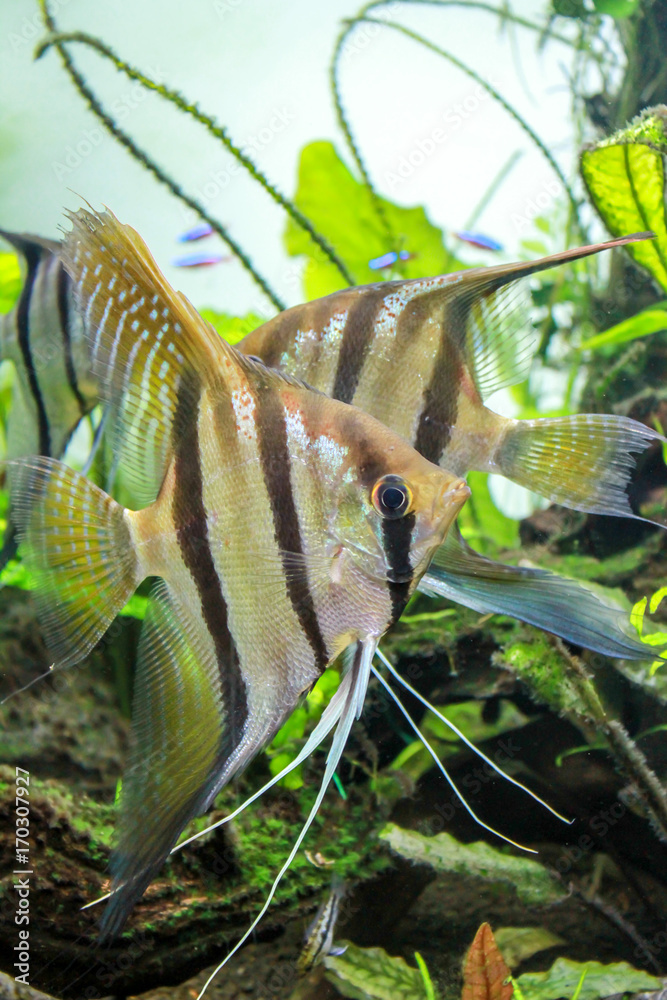 Santa Isabel Angelfish (Pterophyllum sp.) aka Red back altum. Rare Fish ...