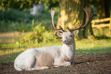 Common Deer Free Stock Photo - Public Domain Pictures