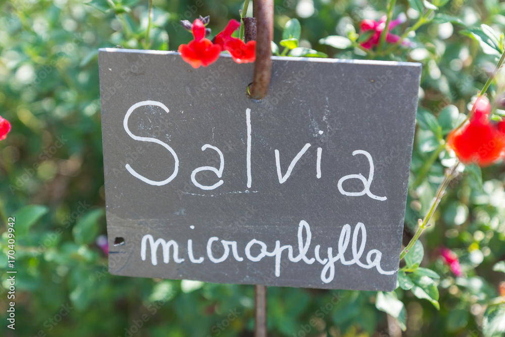 Handwritten sign with the name of aromatic herb Salvia microphylla with ...