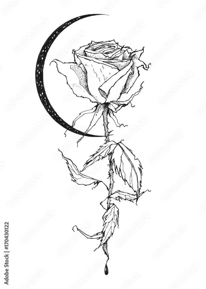 how to draw crescent rose