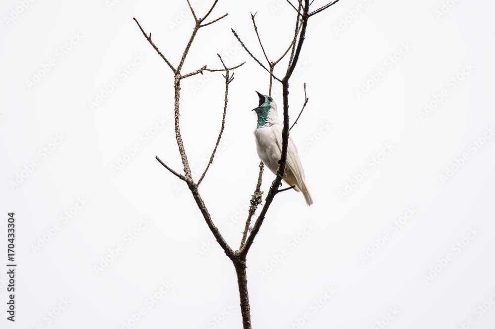 Araponga (Procnias nudicollis) | Bare-throated Bellbird in Pedra Azul ...