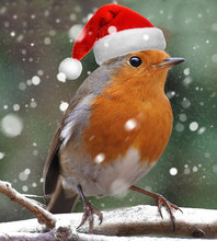 Robin Bird In Santa Hat Free Stock Photo - Public Domain Pictures