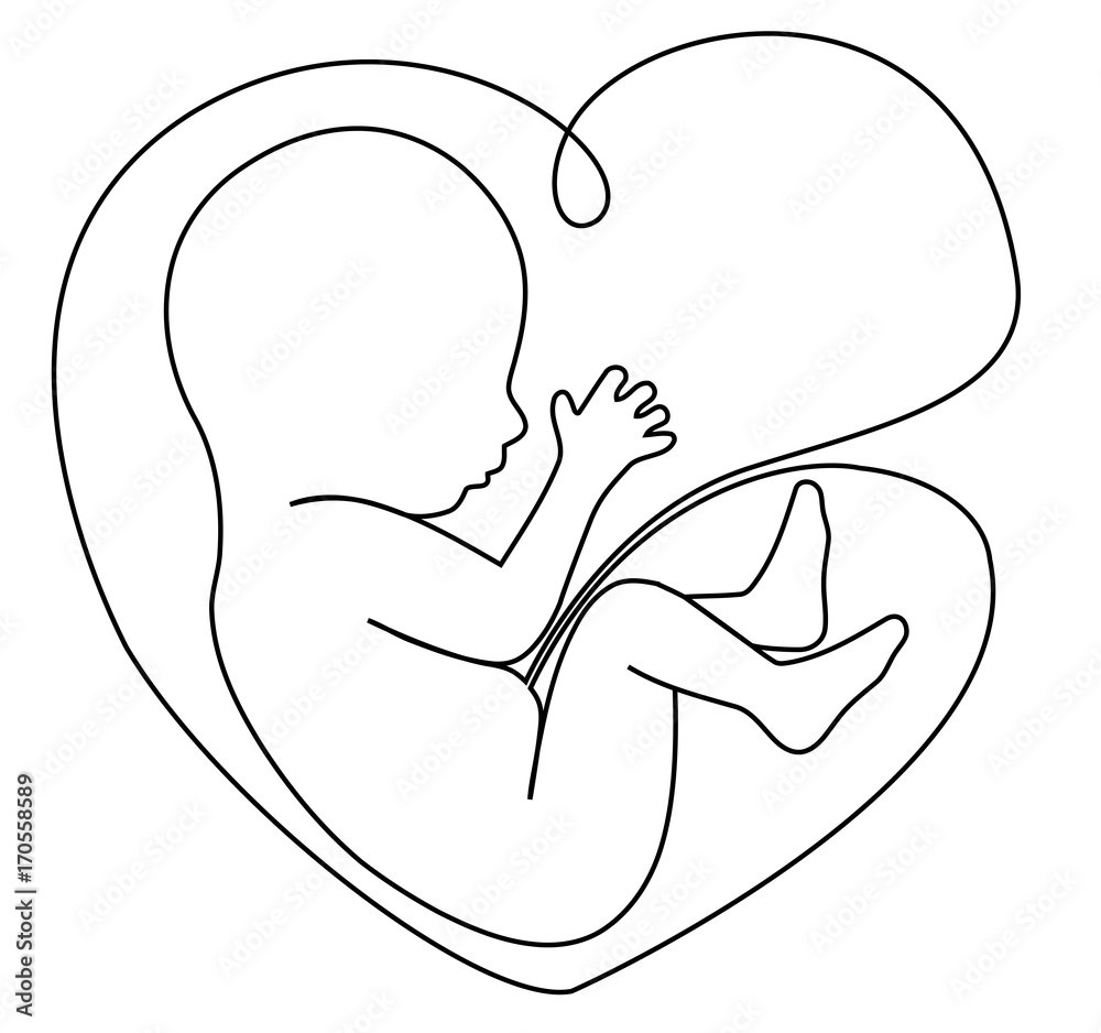 Baby in womb - one line drawing Stock Vector | Adobe Stock
