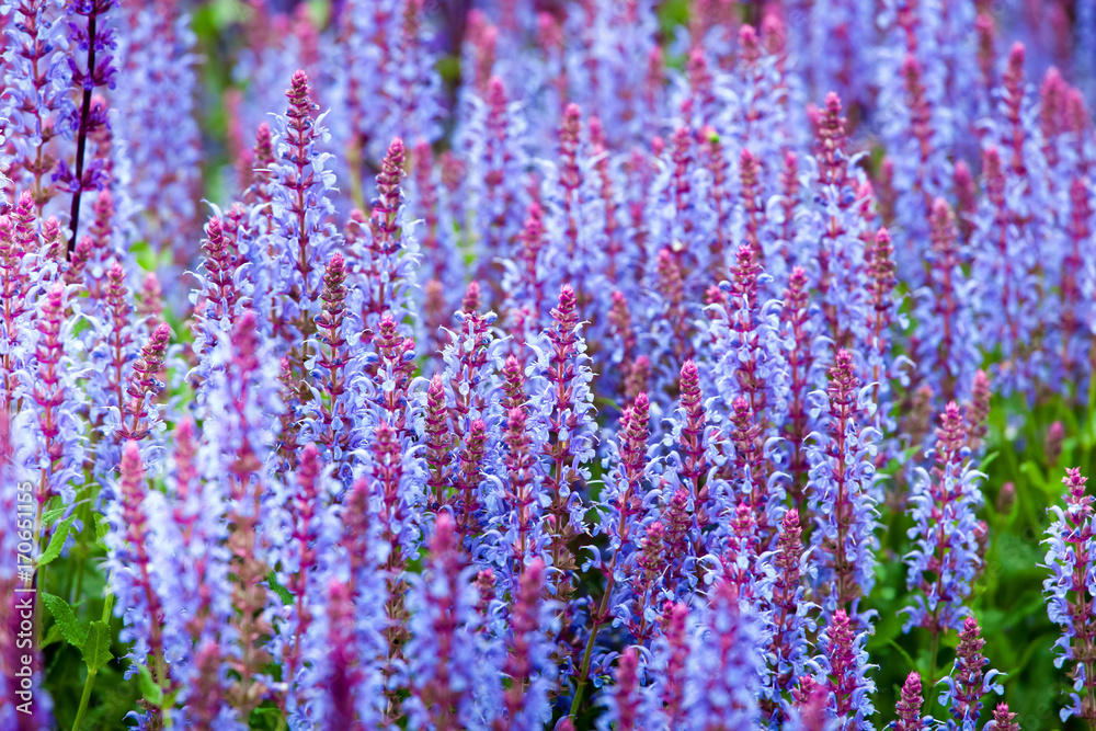 Salvia flower (disambiguation) the largest genus of plants in the mint ...