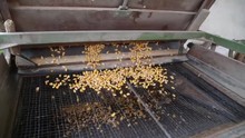 Sorting Corn Free Stock Photo - Public Domain Pictures