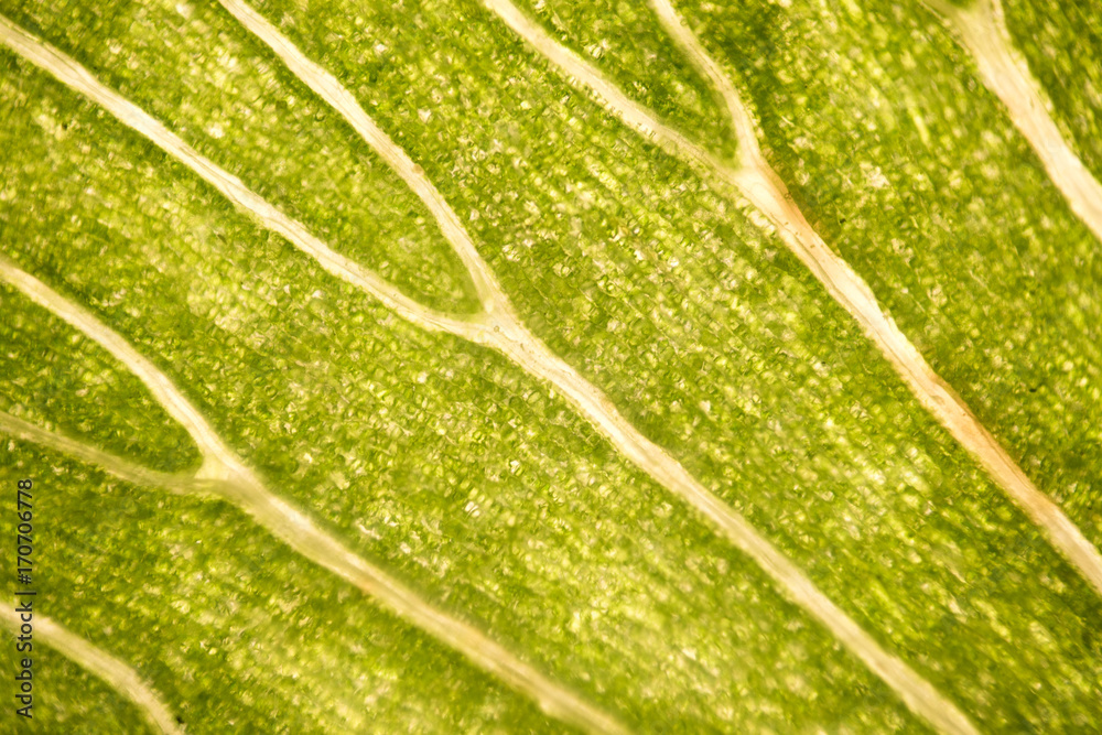 Leaf cells under microscope. micrograph, leaf under a microscope, organ ...
