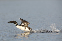 Loon Taking Off From Lake Free Stock Photo - Public Domain Pictures