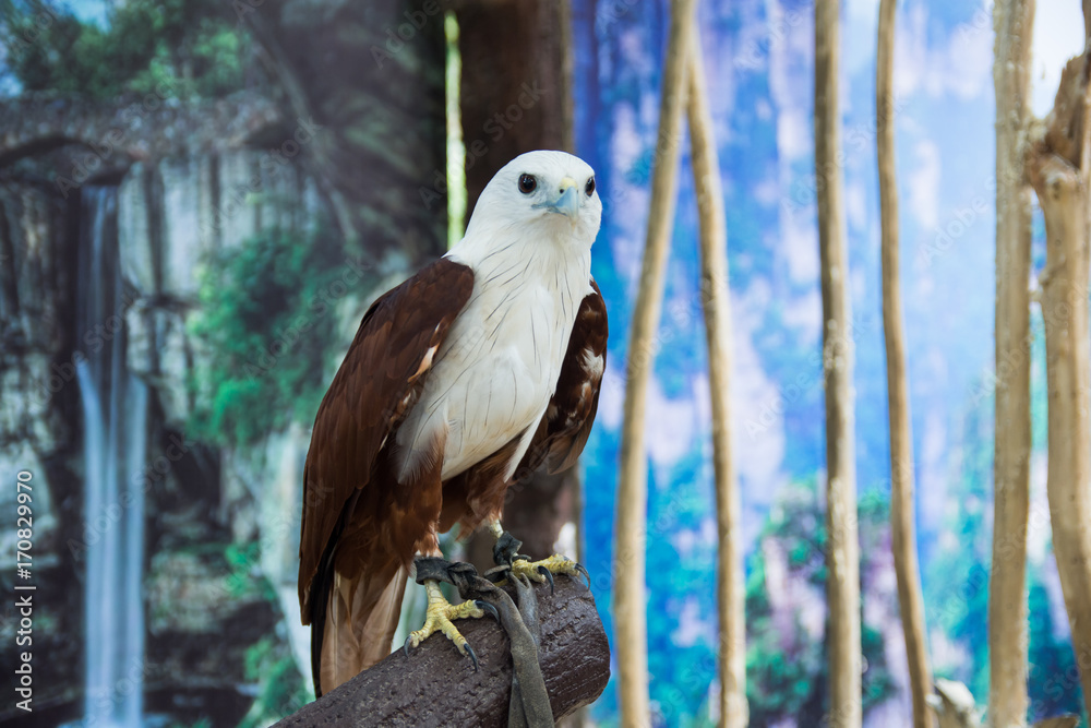 Brahminy Kite that can be found in the coastal and mangrove areas in ...