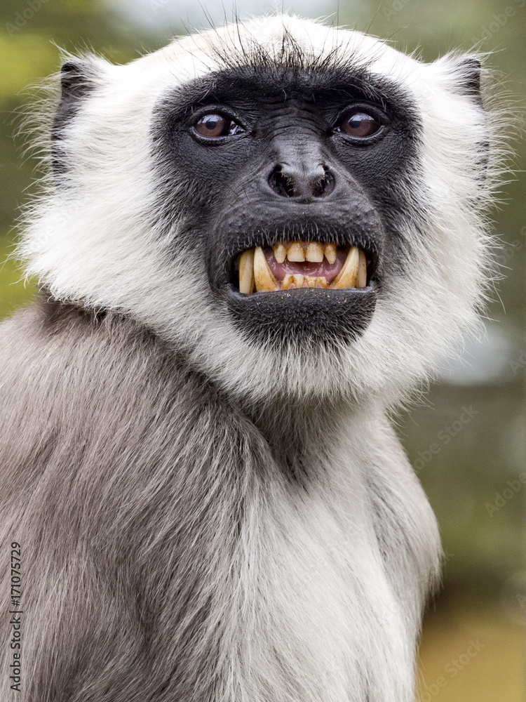 Angry Monkey Stock Photo | Adobe Stock