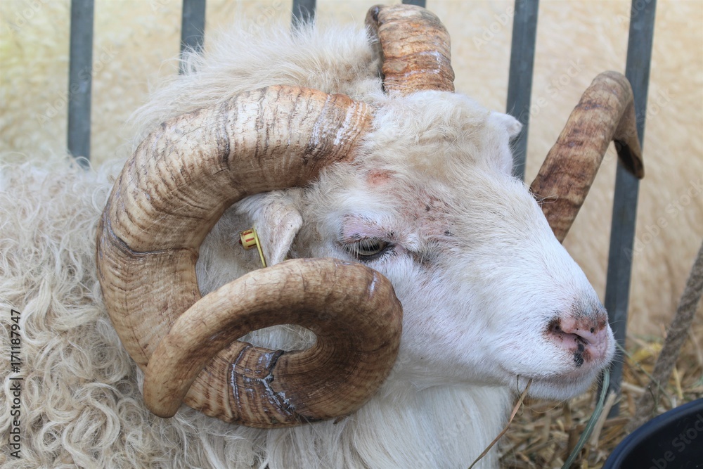 Schaf Bock mit Schnecke Stock Photo | Adobe Stock