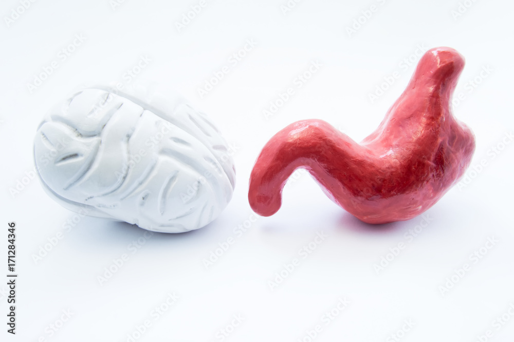Brain and stomach. Anatomical models of human brain and stomach are on ...